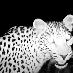 Video | A night camera monitors a rare appearance of the endangered ...