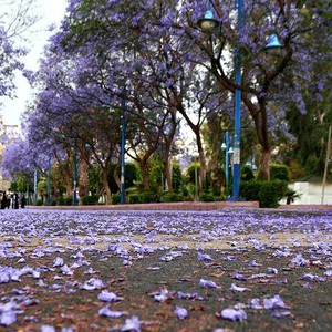 The season of flowering of purple jacaranda trees in Abha.. When does ...
