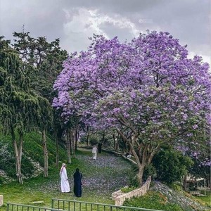 The season of flowering of purple jacaranda trees in Abha.. When does ...