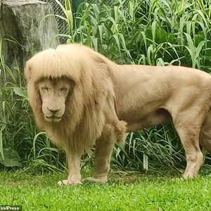 The high humidity makes the lion `Hang Hang` a famous star with a ...