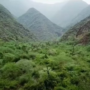Video | Scenes that amazed the world of green tropical jungles and ...
