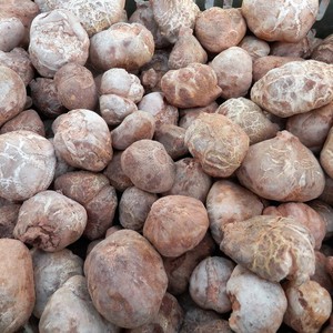 Learn about the most famous types of truffles in Saudi Arabia ...