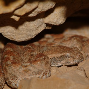 In pictures Poisonous snakes in Jordan ... their characteristics, how ...