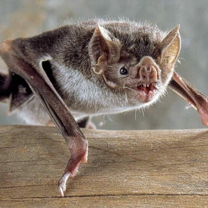Saudi Arabia | 30 different species of bats maintain the ecological ...