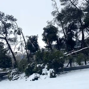 Jordan | Hundreds of trees fell in the Sports City in Amman during the ...