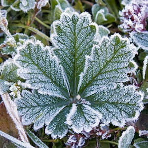 What is the difference between frost and freezing? | ArabiaWeather ...
