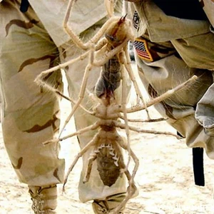 After its increasing appearance in Jordan and Saudi Arabia.. What is ...