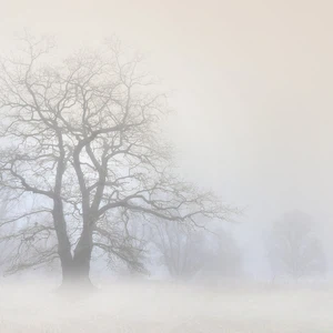Saudi Arabia Arab Weather Warns Of Dense Fog In Jubail Nairiyah
