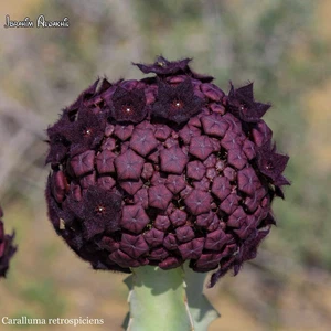 Medina Weather - Weather Forecast for Medina , Saudi Arabia | ArabiaWeather