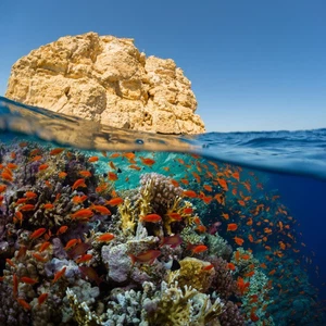 Saudi Arabia | Wildlife is preparing a plan to protect coral reefs from ...