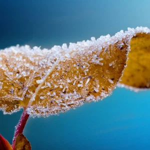 Saudi Arabia The Temperature Approached Freezing In Turaif And
